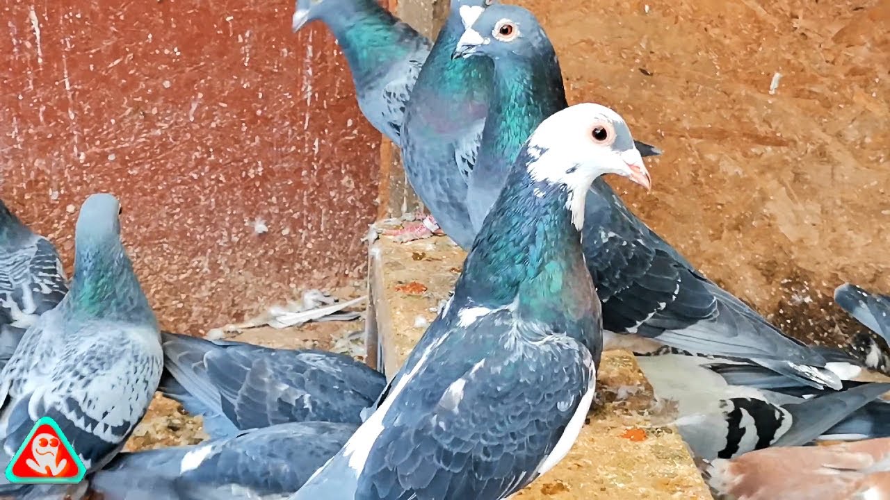 Tratament cu usturoi pentru viermi intestinali la găini și porumbei ...