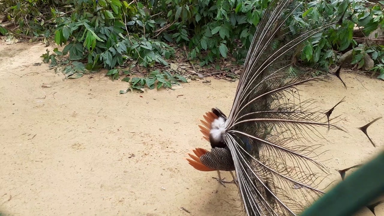 Moyur dance - YouTube