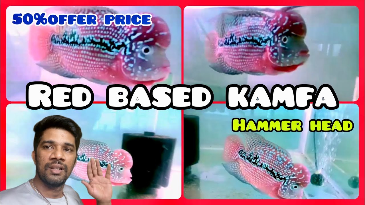 Red base🦞6" Kamfa hammer 🔨 Head Flowerhorn fish sales, 50 % Offer price ...