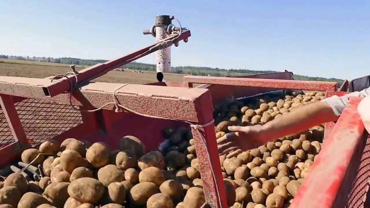 RiteDrop sensor on Spudnik 6400 holding bin conveyor. - YouTube