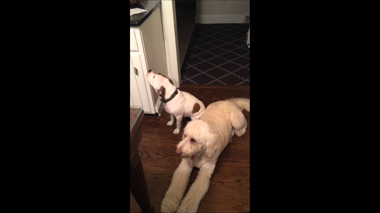 Dogs get grounded! - YouTube