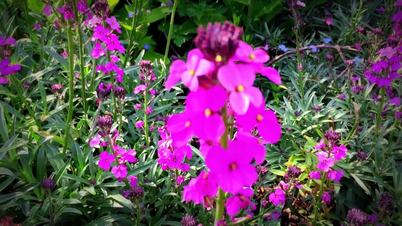 British Spring Blossoms Pink Cruciform Flowers (Brassicaceae family) In ...