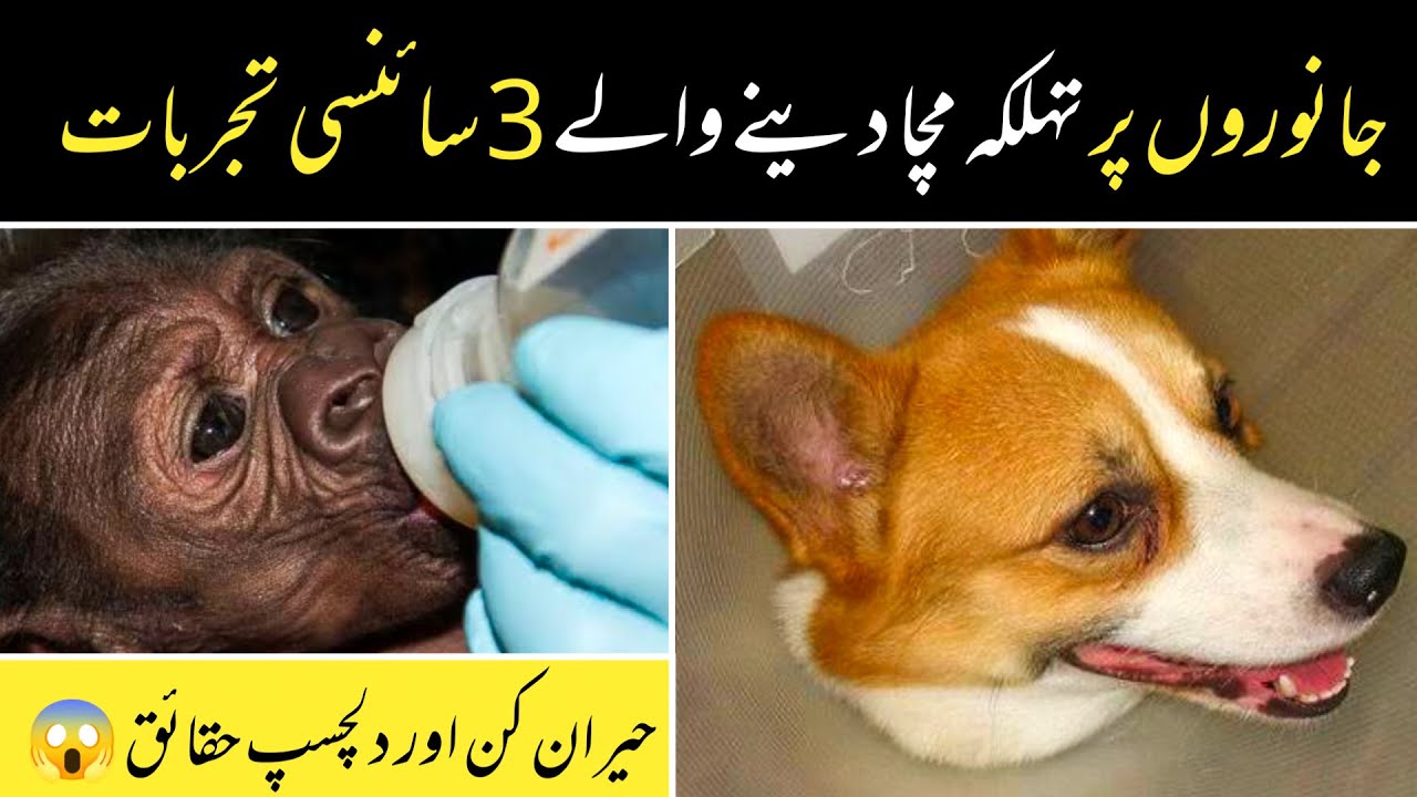 3 Unusual Experiments On Animals In The World | Engr Arslan Tv | - YouTube