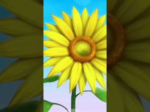 Mei Mei Bunga Matahari Cantik. #short #upinipinterbaru2023