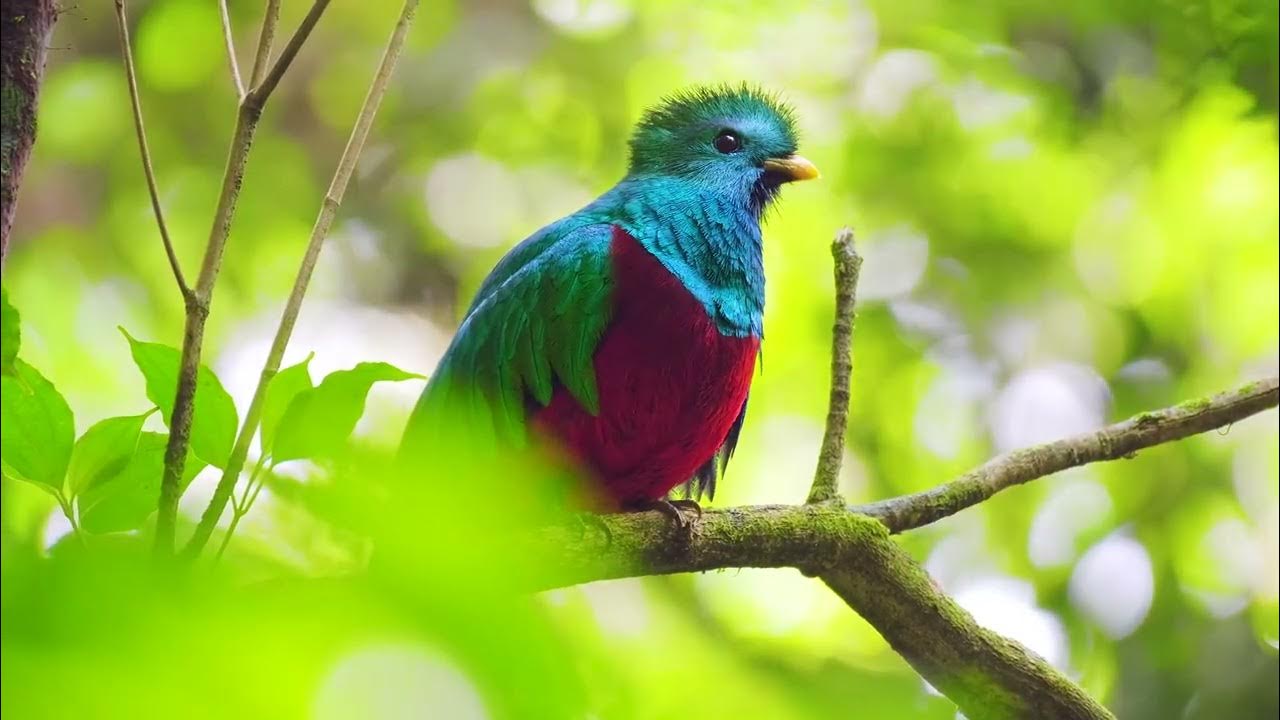 The Most Colorful Birds in the World Breathtaking Nature & Wonderful Birds Songs Stress Relief ...