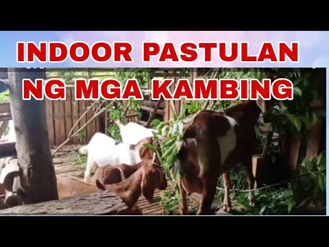 indoor pastulan., #happyfarming #goatfarming - YouTube