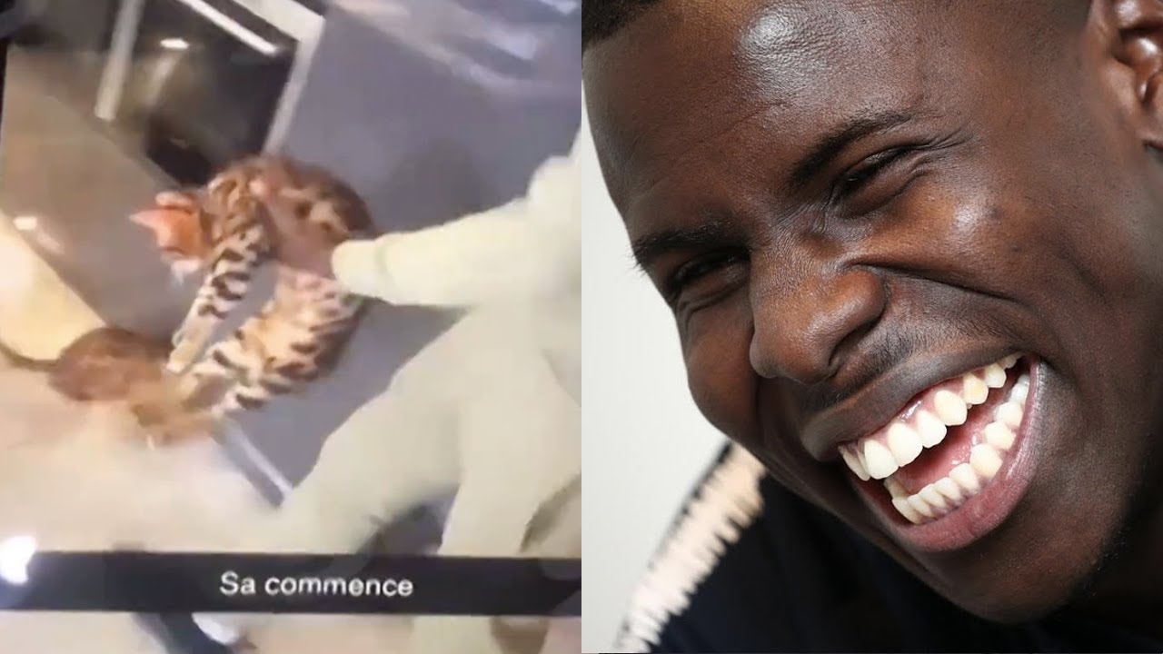 Kurt Zouma kicked his cat. - YouTube
