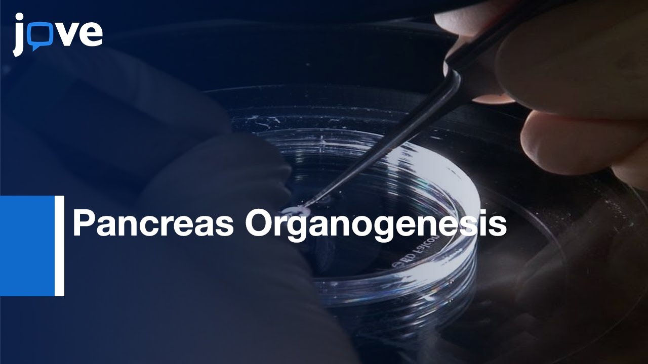 Pancreas Organogenesis From Dispersed Mouse Embryonic Progenitors ...