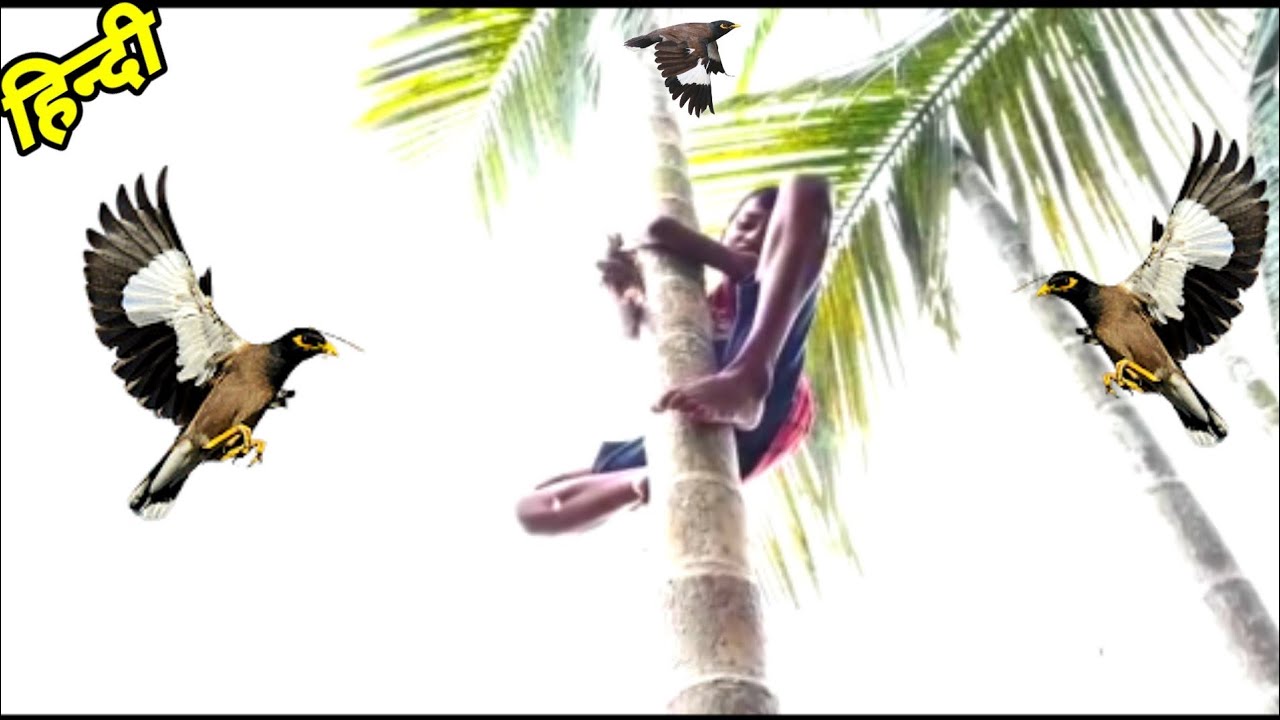 Bird Traps||Easy Way To Catch Stork Birds||Hunting Bird||Salik Bird ...