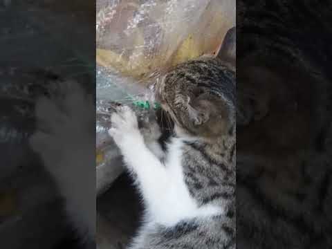 Anar NAĞILBAZI səhv çıxaran pişik