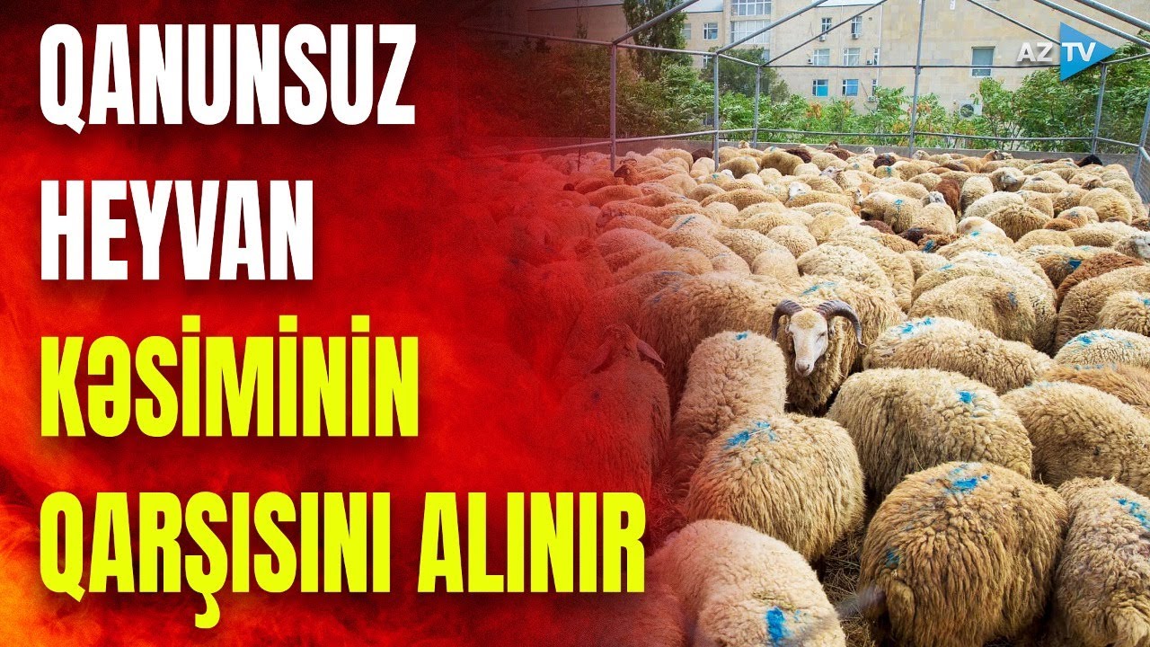 AQTA Masallıda monitorinq keçirib: heyvan kəsim məntəqələri yoxlanılıb ...