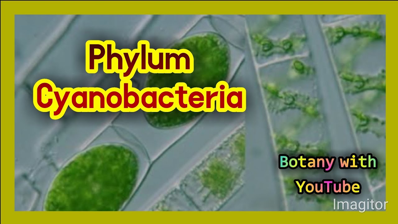 Phylum Cyanobacteria | Cyanobacteria (Blue green algae ...