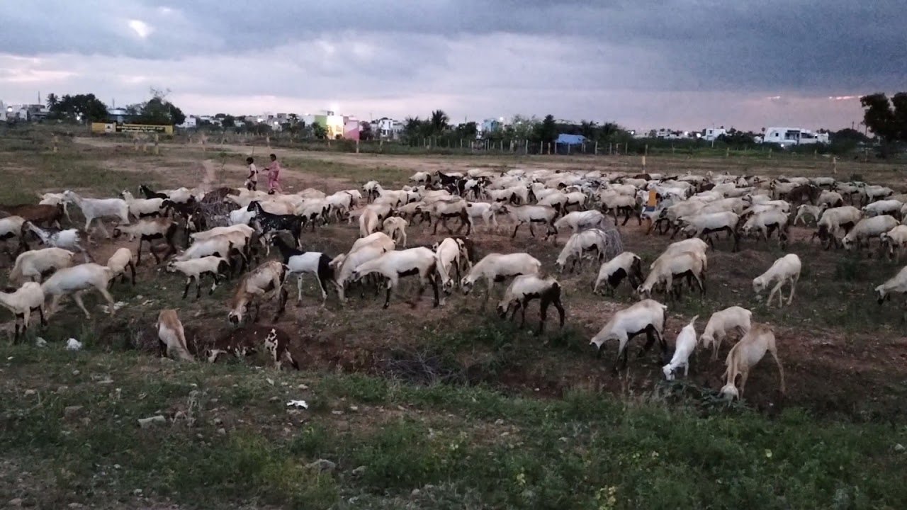 #semmari adugal # sheep # aruppukottai area - YouTube