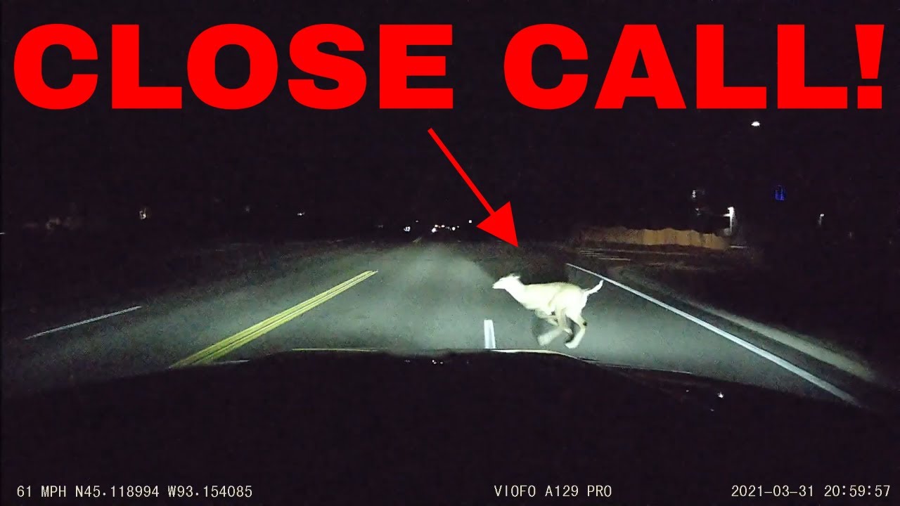 Almost Hit A Deer! CLOSE CALL! - YouTube