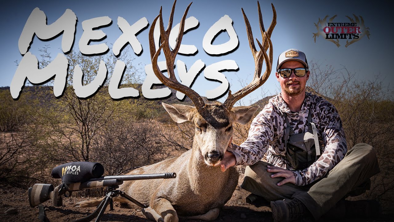 Muleys South of the Border. Big Mule Deer in Mexico. - YouTube