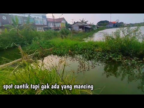 Kalau gak ketiduran saya gak bakal tahu kalau di parit irigasi tepi jalan ini ikannya besar besar