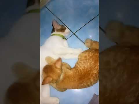 ada² aja gembul nete sma kevin