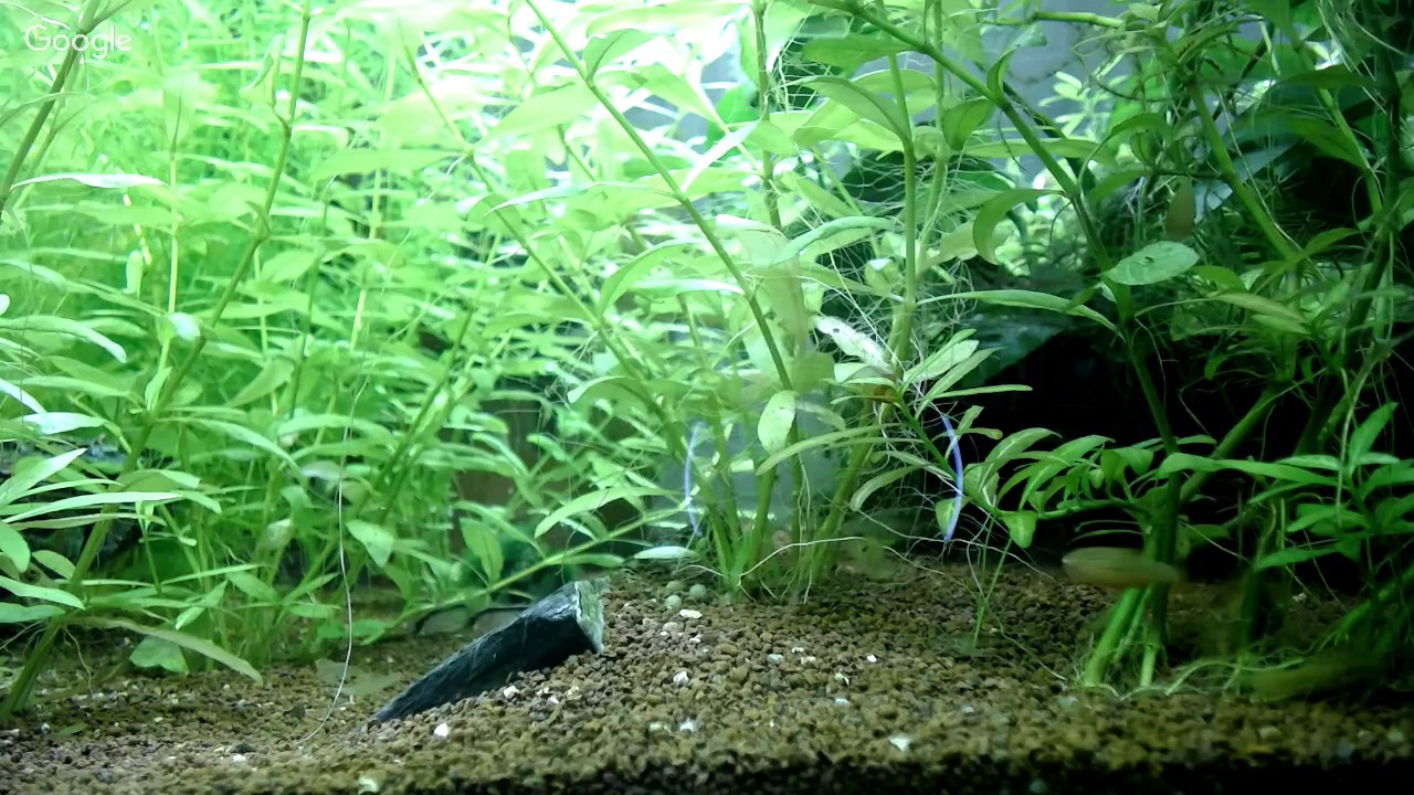 400L Fish Tank - YouTube