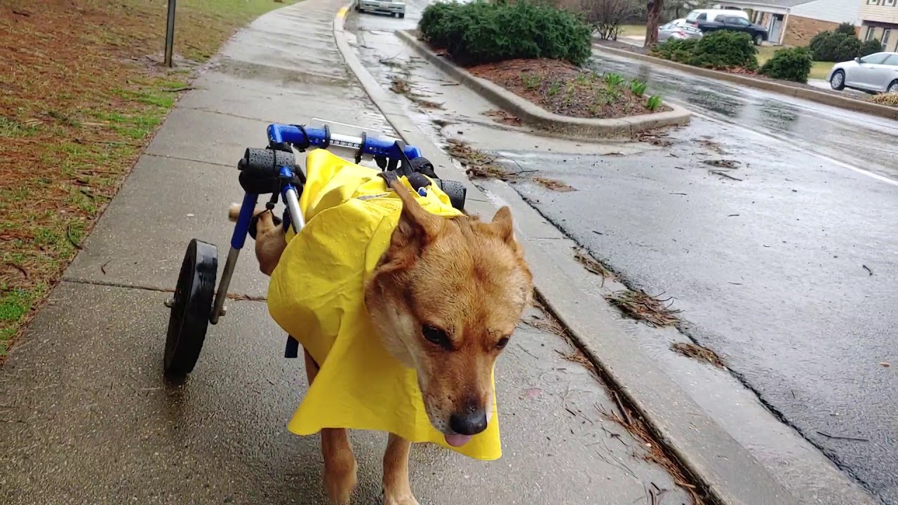 Paralyzed dog with his wheelchair - YouTube