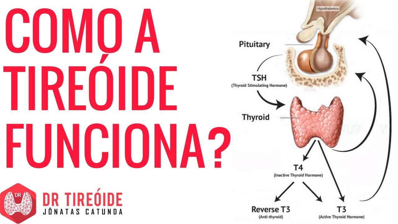 Como a tireóide funciona? | Dr Jônatas Catunda - YouTube