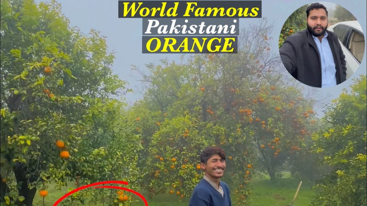 World Famous Pakistani Orange 🍊 - YouTube