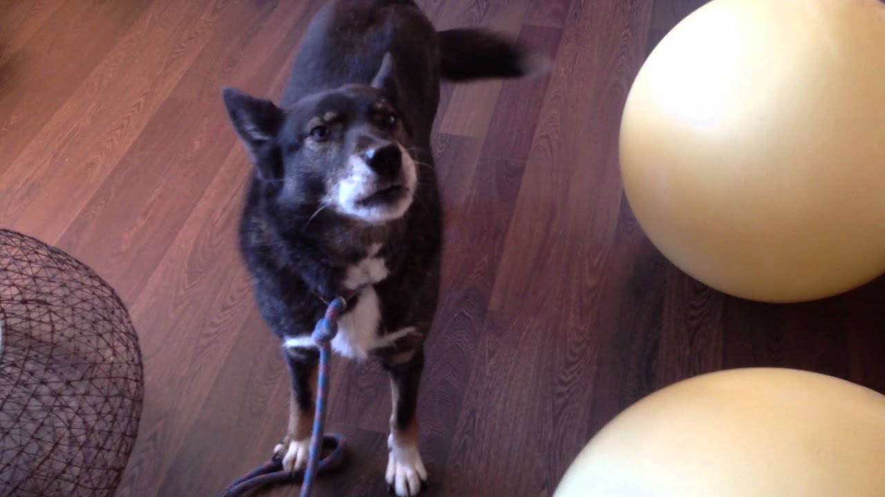 Loba (Dog or Wolf ) - YouTube