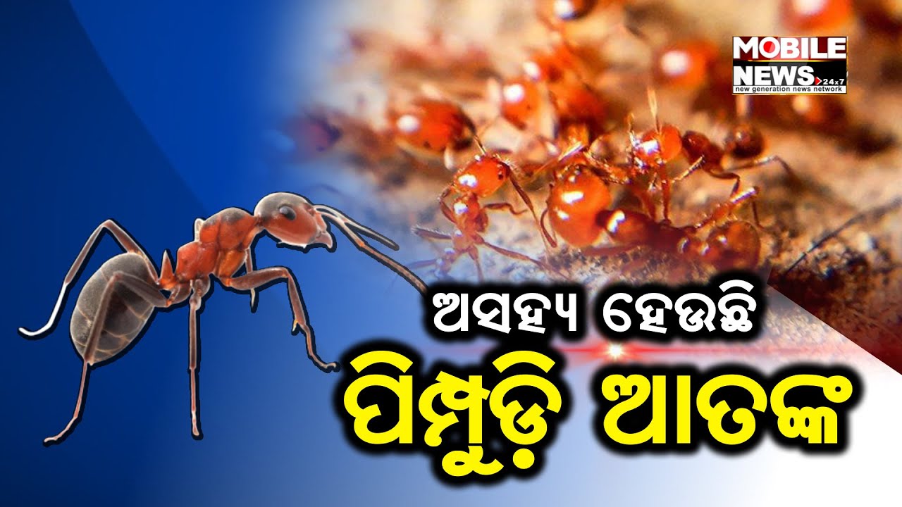 Crisis Of Ants Drove Villagers To Flee | Mobile News 24x7 - YouTube
