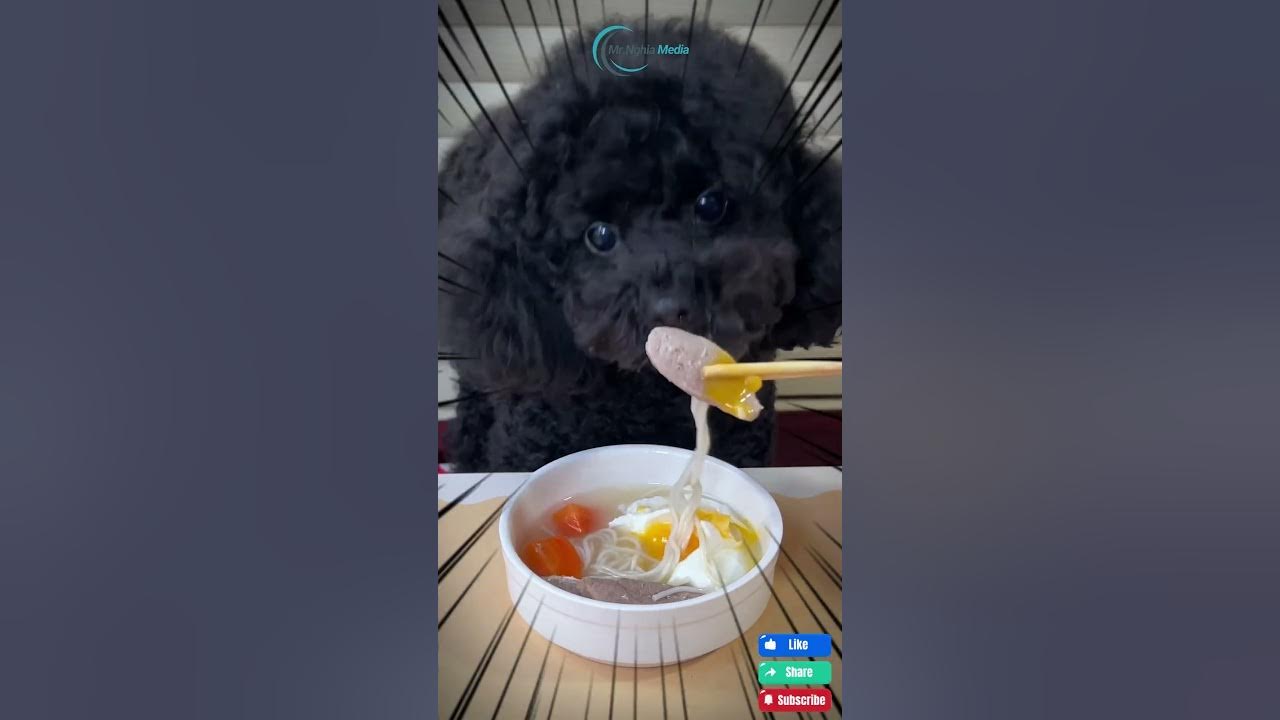Daily Poodle Nutrition | Episode 23 – Beef Noodles for Healthy Poodle ...