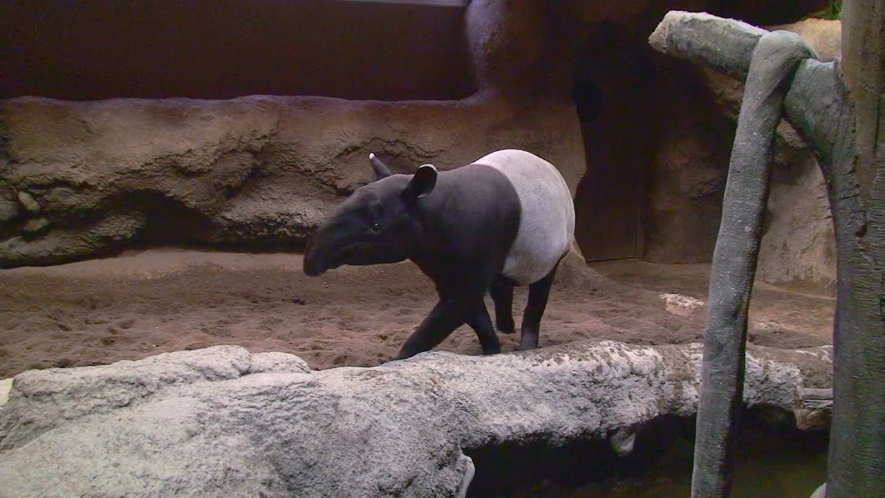 Malayan tapir make a sound - マレーバクの鳴き声 - YouTube