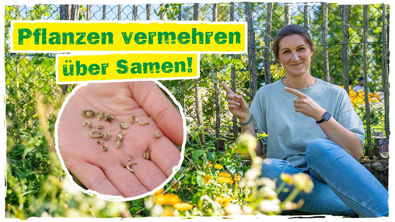 PFLANZENSAMEN: So vermehrst du deine Pflanzen über Samen 🌱 - YouTube