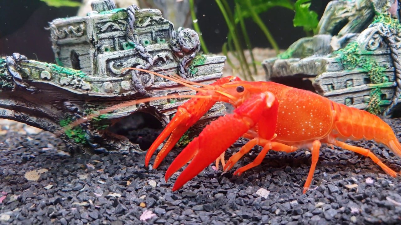 Rak w akwarium 4K - YouTube