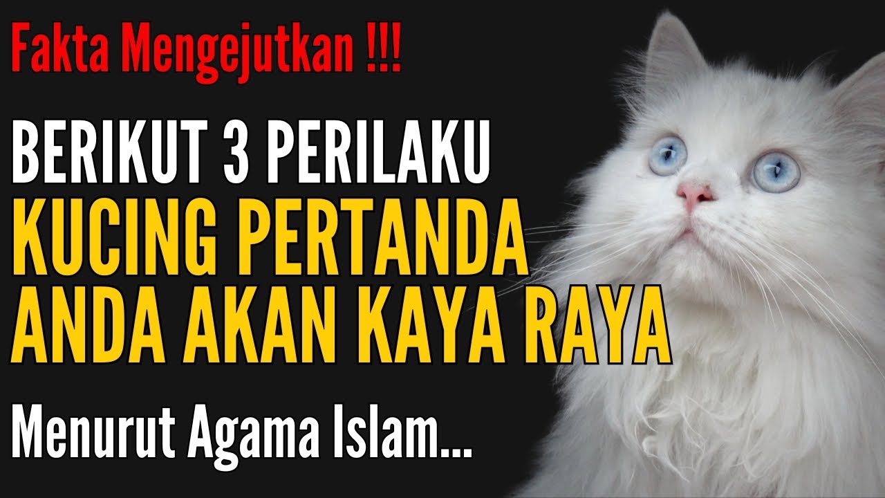 3 PERILAKU KUCING, PERTANDA PEMILIK AKAN DAPAT REZEKI BESAR - YouTube