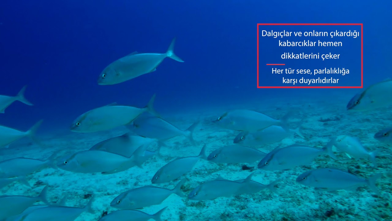 Largest amberjack school more than a thousand fish - YouTube