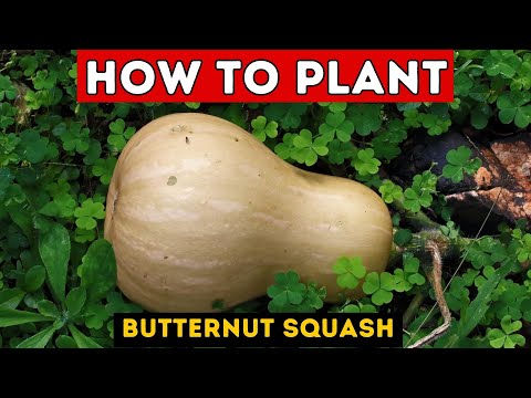 How to Plant Butternut Squash Seeds Indoors, A beginners guide - YouTube