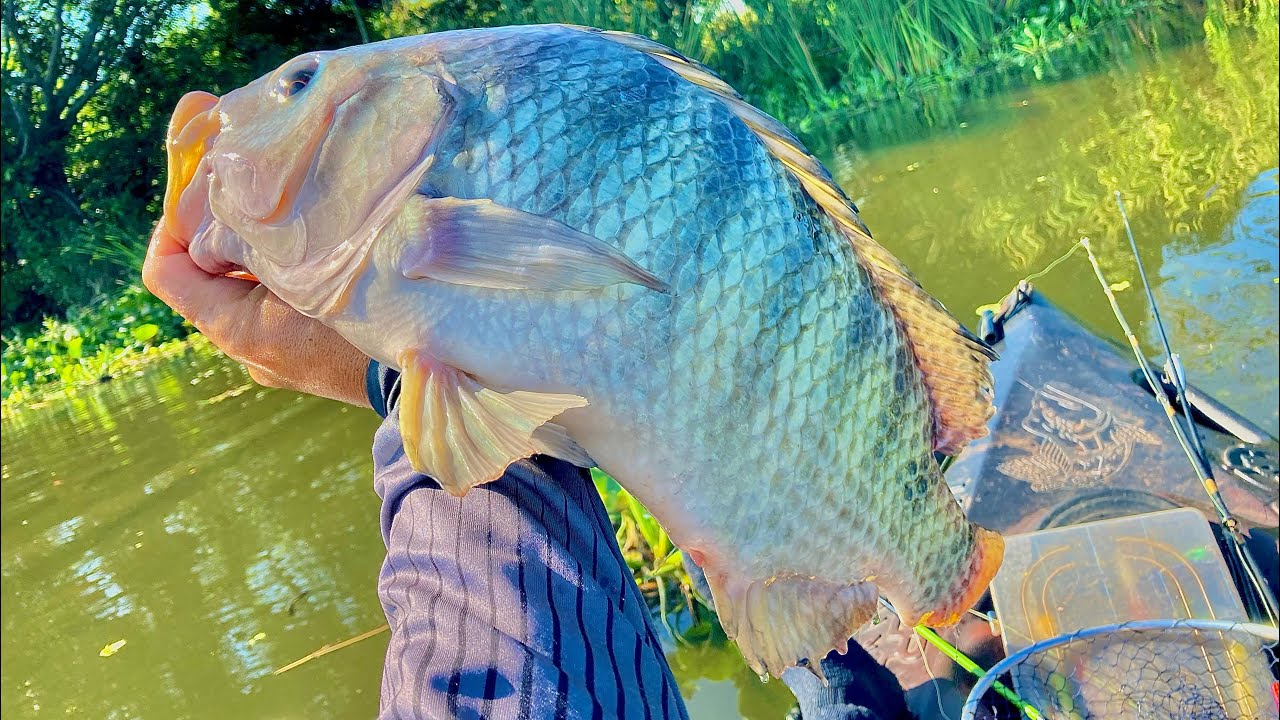 PESCARIA DE TILÁPIA NO RIO TIETÊ EM AREALVA-SP!!! - YouTube