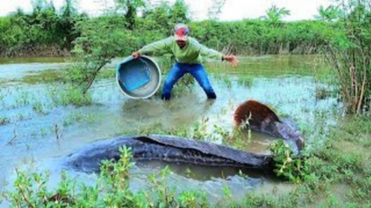 Best hand fishing ! Catching fish with a fishing rod in the flowing ...