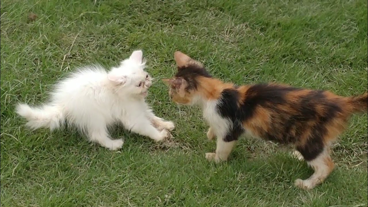Cute Kitten Got Scared And Hissing At Stranger Kitten Two Adorable ...