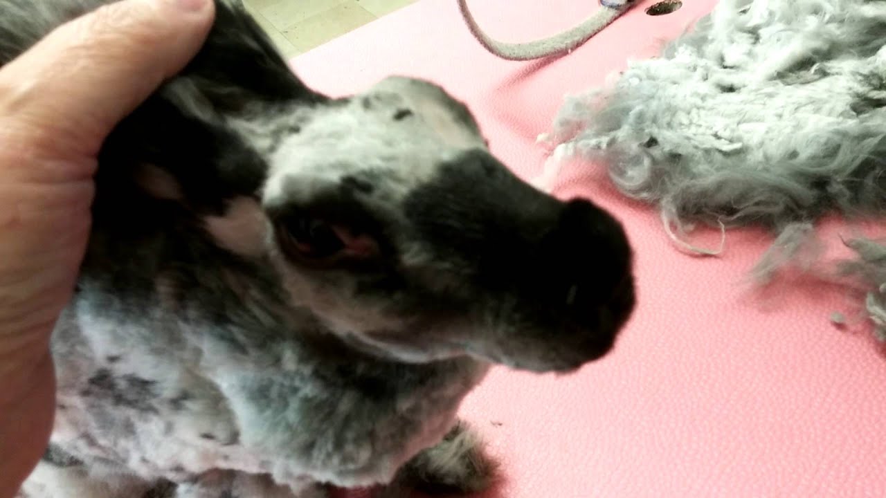 A Shaved Angora - YouTube