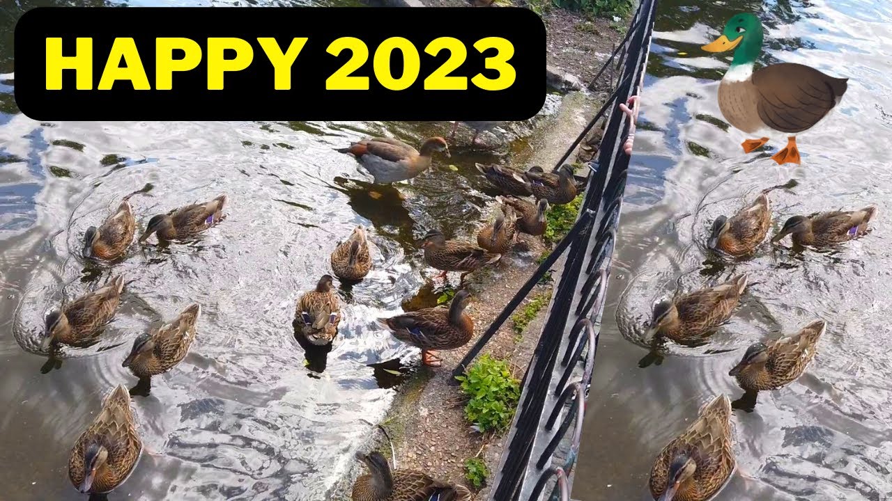 London Geese & Ducks & A Happy New Year 2023 | St James's Park 🇬🇧 - YouTube