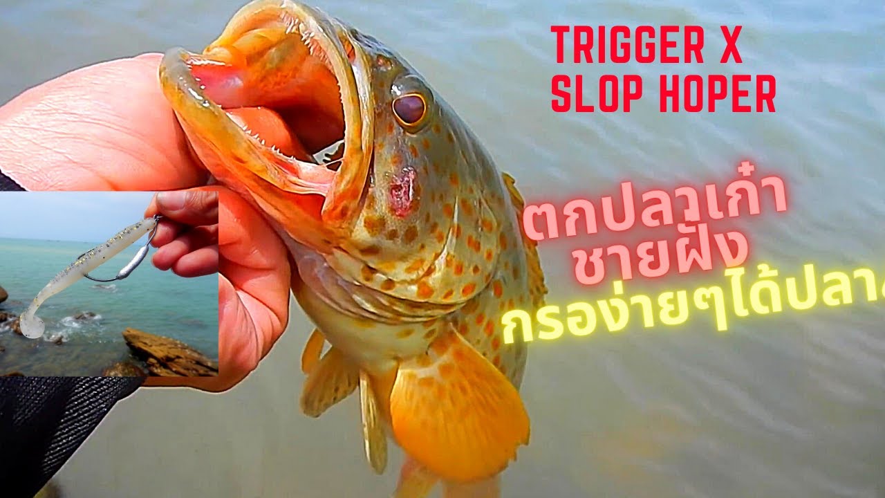 Trigger x slop hopper Grouper ตกปลาเก๋าชายฝั่งด้วยเหยื่อยางทริกเกอร์เอ ...