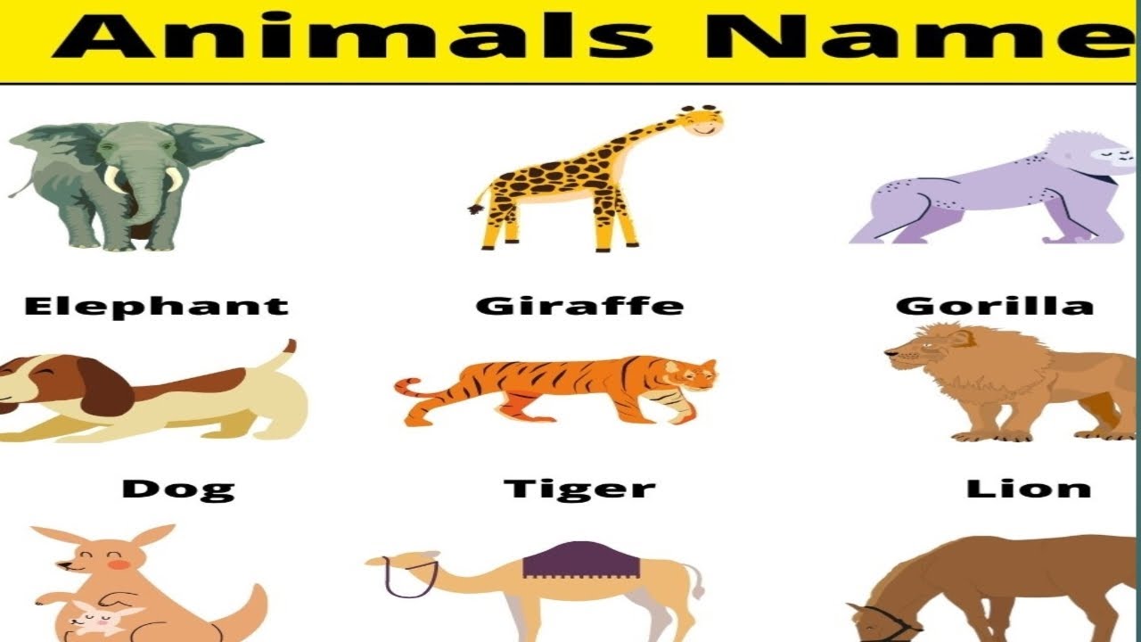 animals name/animals name with meaning/जानवरों के नाम अंग्रेजी में ...