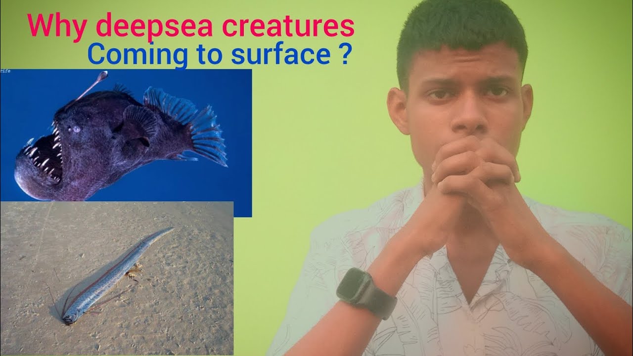 Deep sea fish coming to surface | Doomsday fish | oarfish mystre | Deep ...