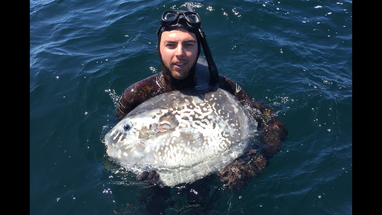 Rencontre avec un Poisson Lune - Mola Mola Catch and release // Sars a ...