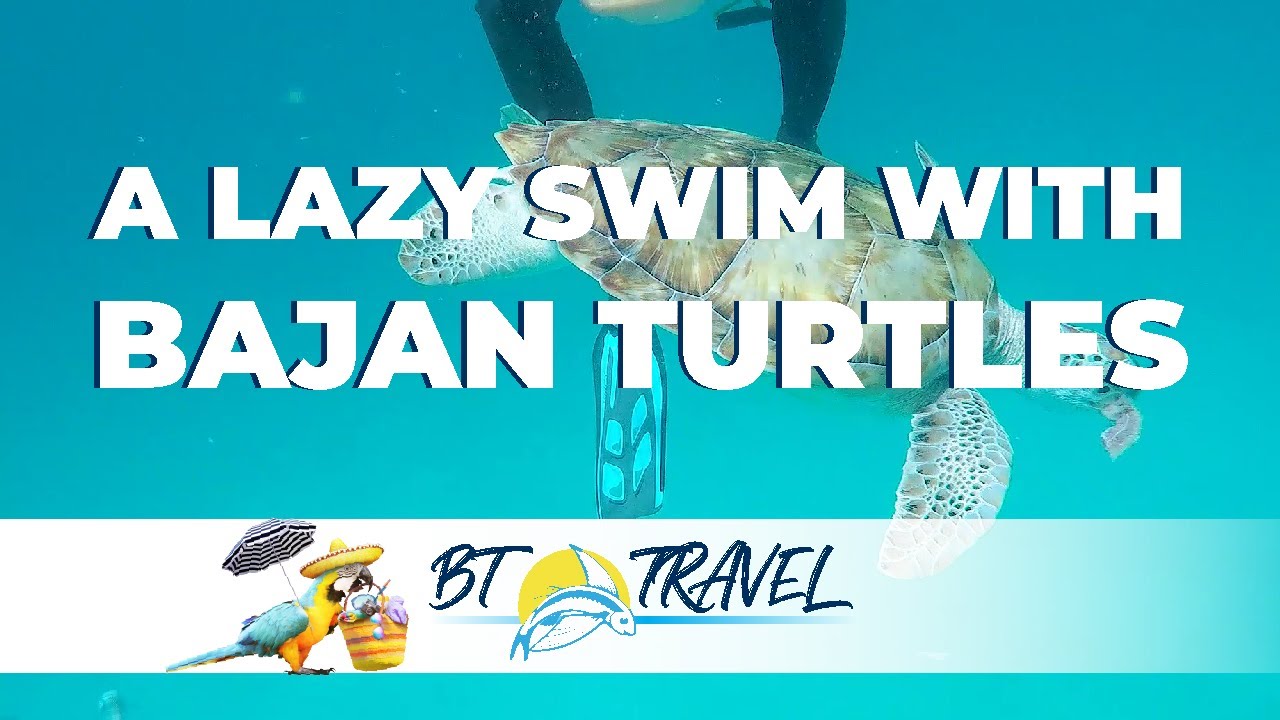 A Lazy Swim With Bajan Turtles - YouTube