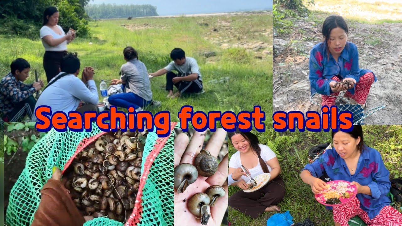 How to find and catch snails in forest 🐌 |tulap area pasight Arunachal ...