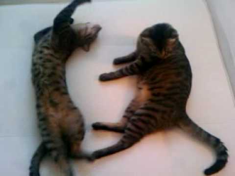 Worf & Dax waking up from a nap - YouTube