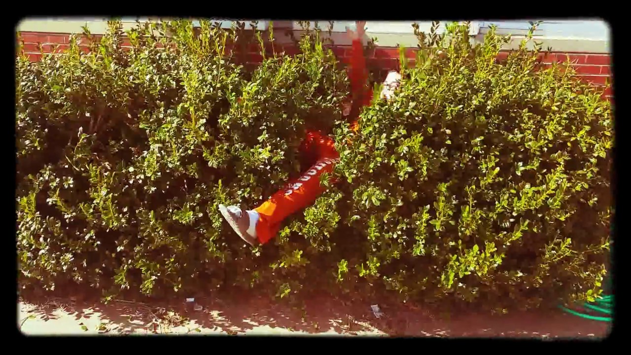 WHY'D HE JUMP IN A BUSH - YouTube