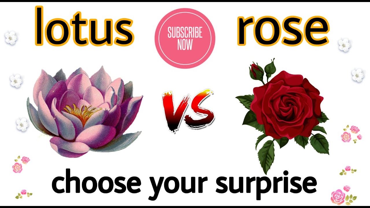 lotus vs rose choose your surprise # surprising gifts - YouTube