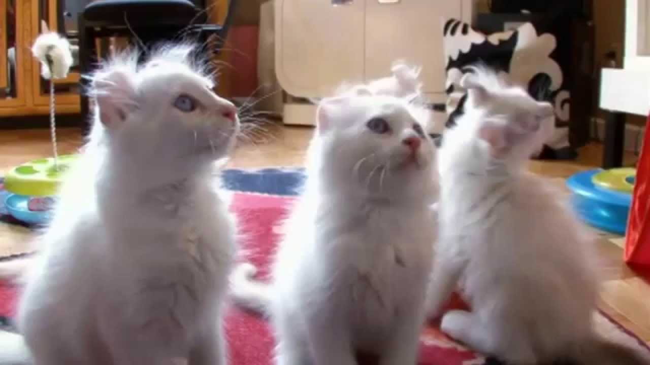 Cats - American Curl - Cat Breeds - YouTube
