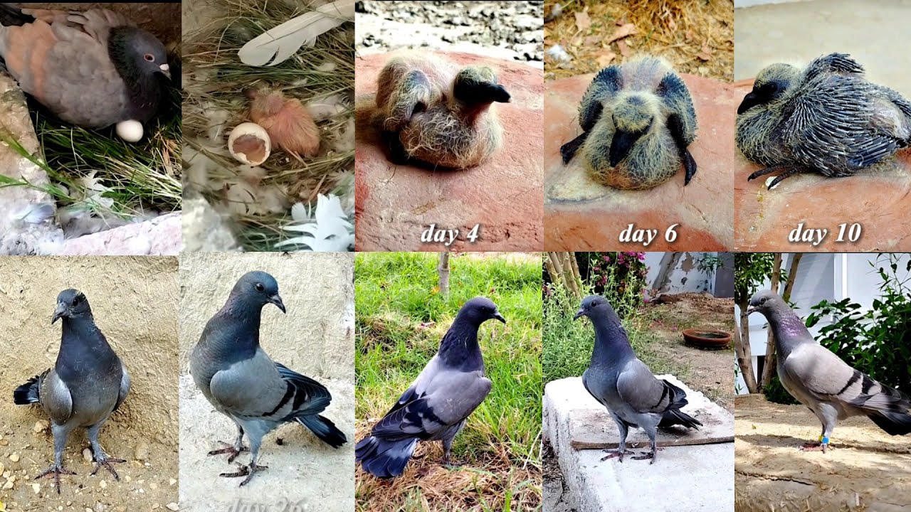😍 New video of pigeons baby growing up || pigeon baby growth || pigeon ...